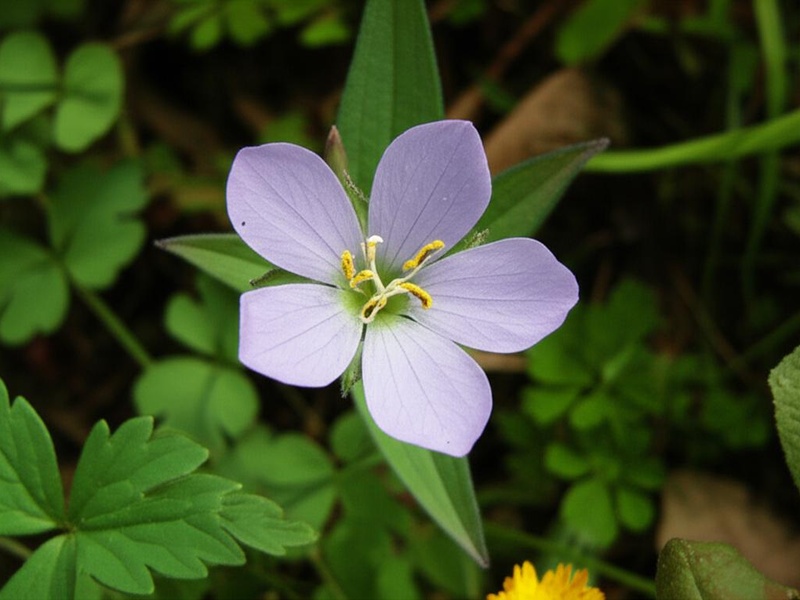 The Complete List of Flowers That Start With S - Flora Fauna Fun