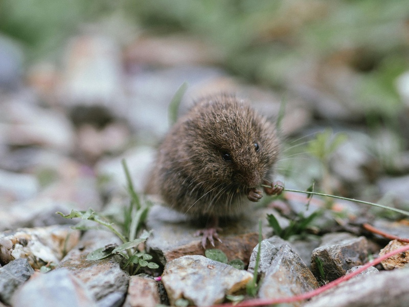 The Complete List of Common Animals That Start With S - Flora Fauna Fun