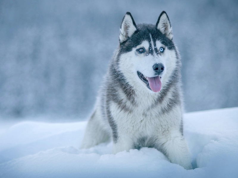 Cold Climate Dog Breeds: The Complete List - Flora Fauna Fun