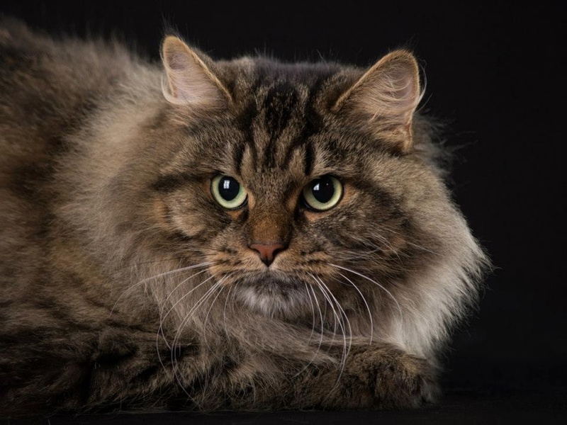 Odd-Eyed Cat Breeds: The Complete List - Flora Fauna Fun