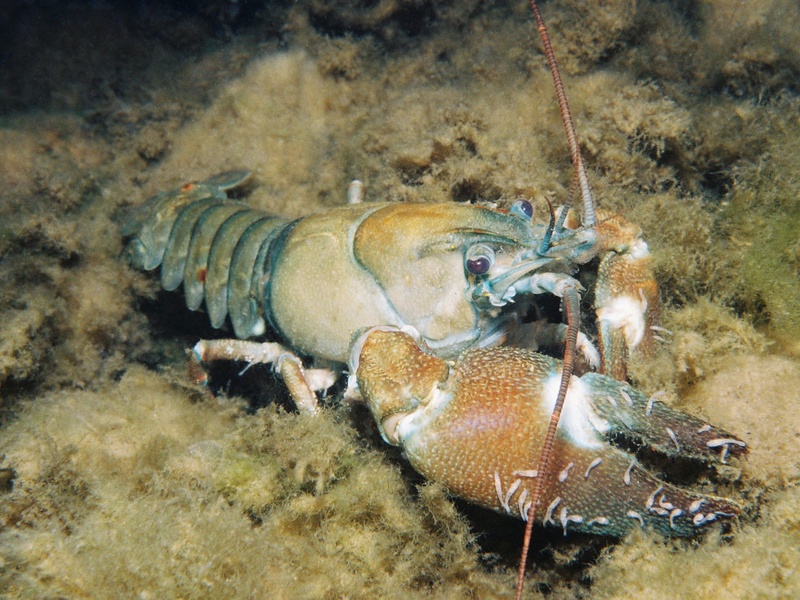 The Complete List of Invasive Species in Japan - Flora Fauna Fun