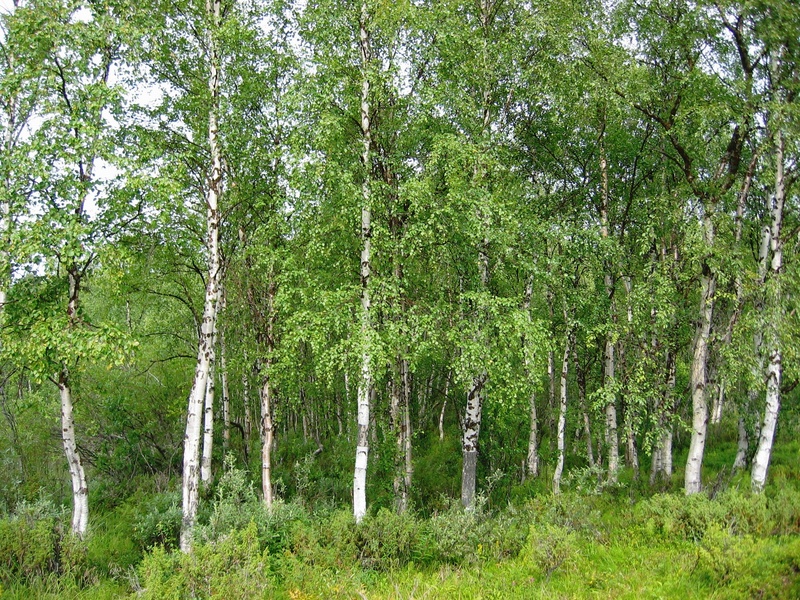 Trees of Denmark: The Complete List - Flora Fauna Fun