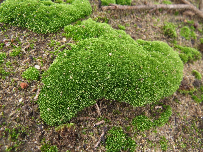 List of Moss Examples - Flora Fauna Fun