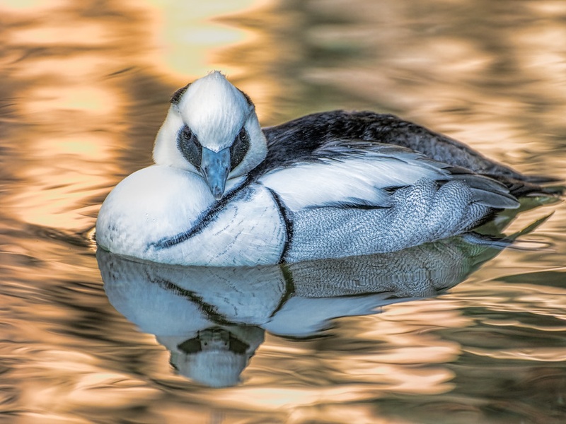Birds of Romania: The Complete List - Flora Fauna Fun