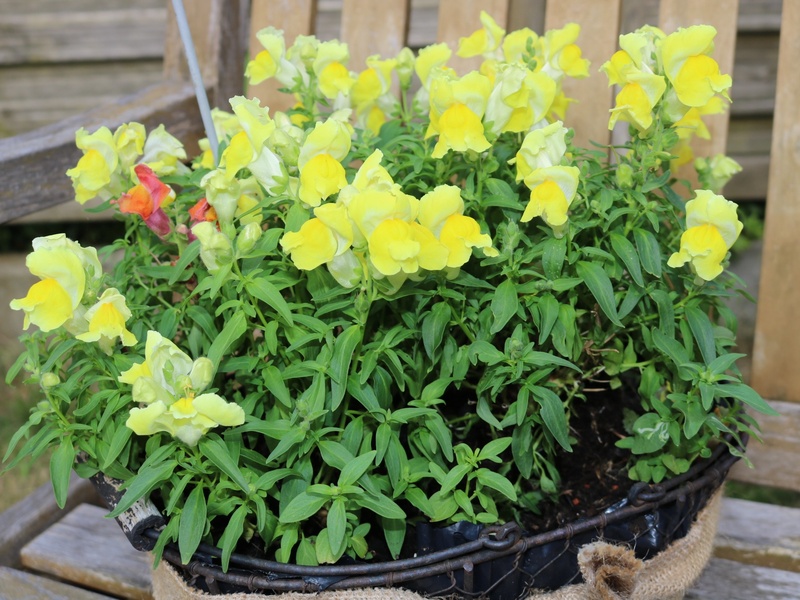 The Complete List of Flowers That Start With S - Flora Fauna Fun