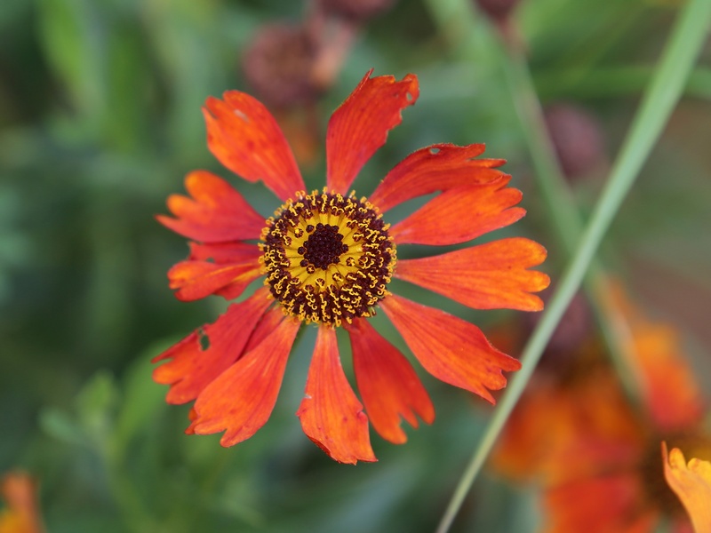 The Complete List of Flowers That Start With S - Flora Fauna Fun