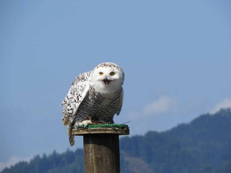 Taiga Carnivores: The Complete List - Flora Fauna Fun