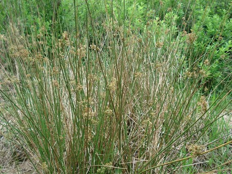 The Complete List of Florida Swamp Plants - Flora Fauna Fun