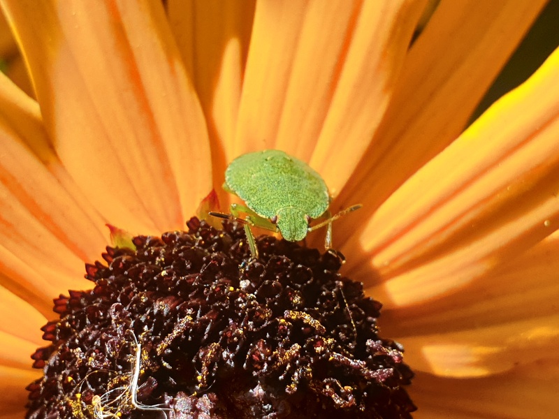 List of Green Insects - Flora Fauna Fun