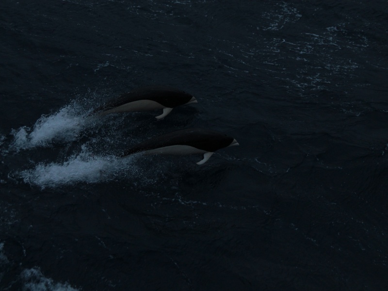 Cetacean Examples: The Complete List - Flora Fauna Fun