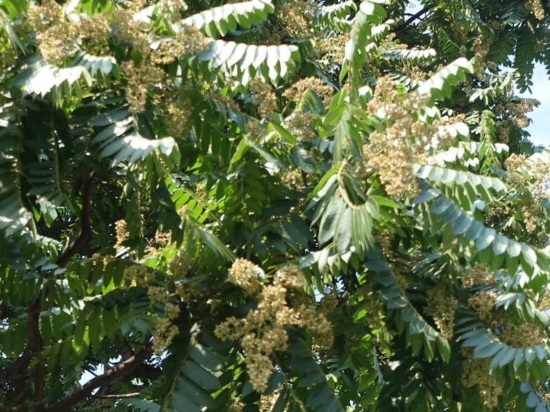 Plants of Panama - Flora Fauna Fun
