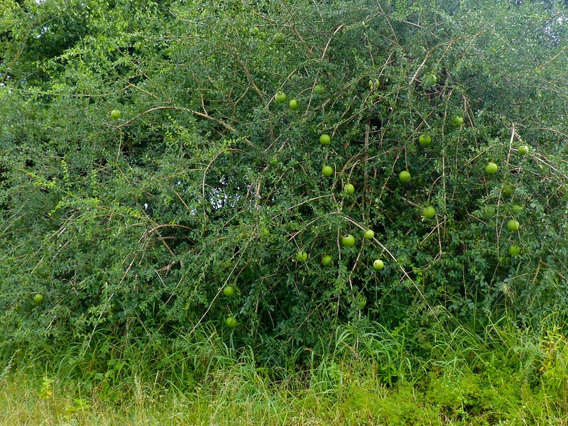 The Complete List of Senegal's Native Plants - Flora Fauna Fun