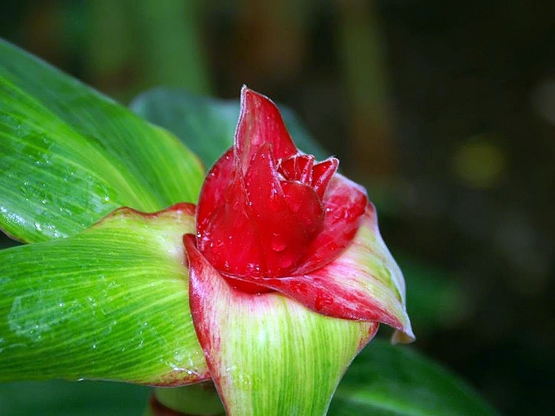 Plants of Panama - Flora Fauna Fun