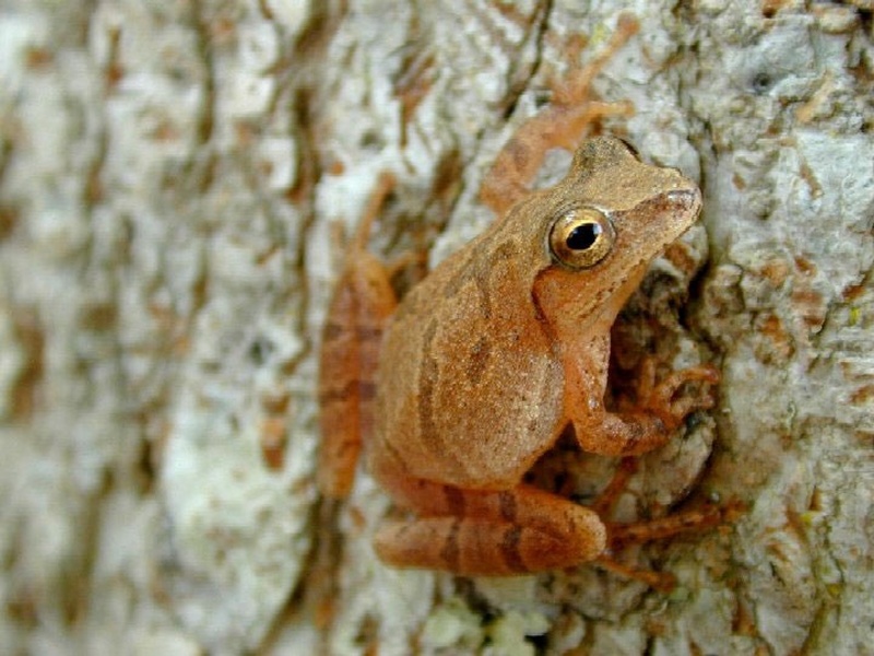 List of Cute Amphibians - Flora Fauna Fun