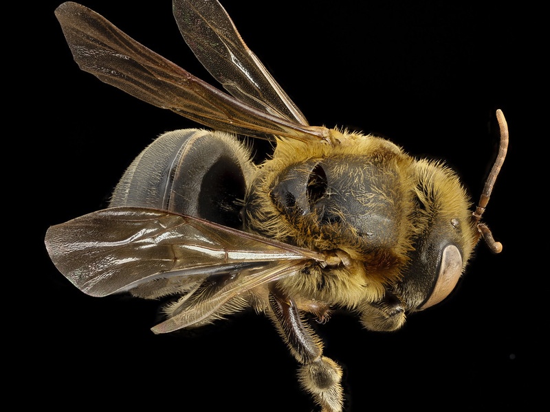 List of Amazon Rainforest Insects - Flora Fauna Fun
