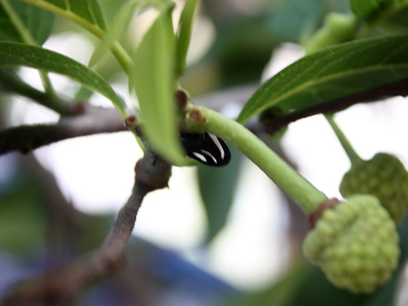 The Complete List of White Fruits - Flora Fauna Fun