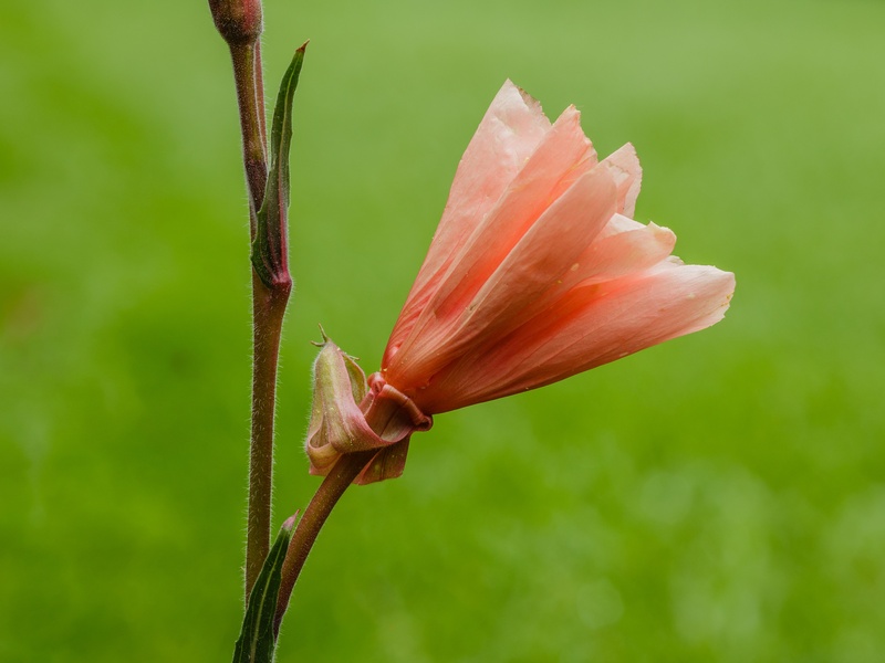 The Complete List of Flowers That Start With S - Flora Fauna Fun