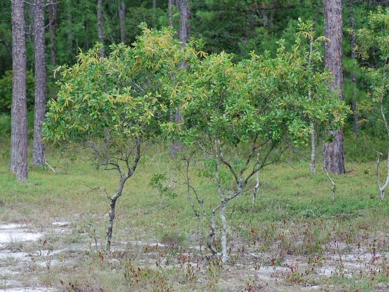 The Complete List of Florida Swamp Plants - Flora Fauna Fun