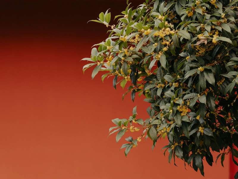China's Native Plants - Flora Fauna Fun