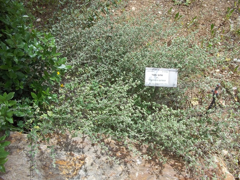 Plants of Israel: The Complete List - Flora Fauna Fun