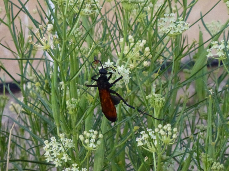 List of Amazon Rainforest Insects - Flora Fauna Fun