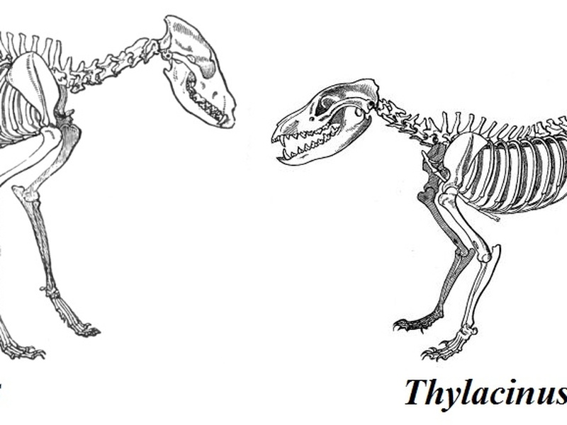 The Complete List of Common Animals That Start With T - Flora Fauna Fun