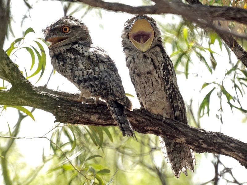 The Complete List of Common Animals That Start With T - Flora Fauna Fun