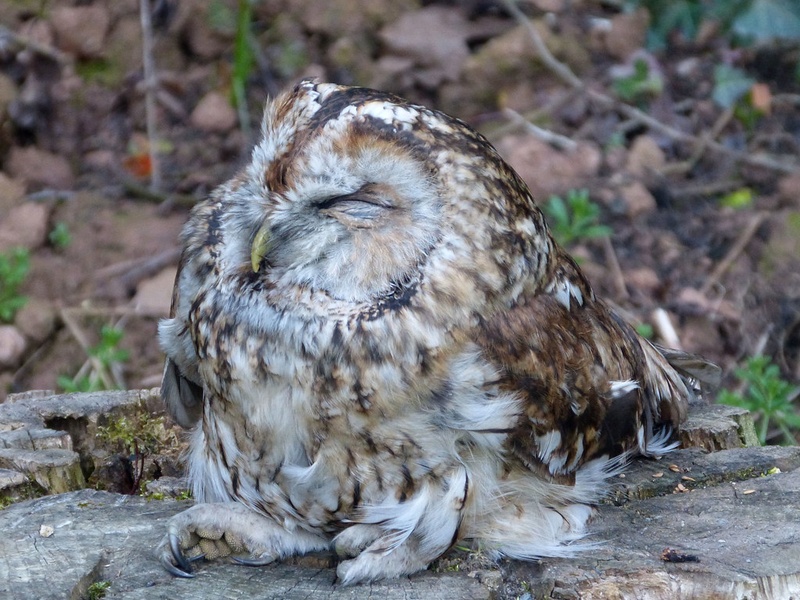 The Complete List of Common Animals That Start With T - Flora Fauna Fun
