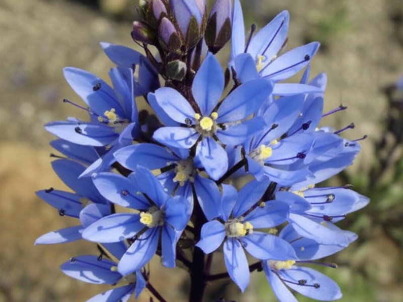 The Complete List of Rare Blue Flowers - Flora Fauna Fun