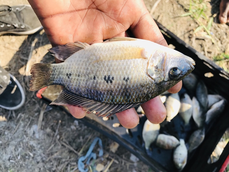 Fish of Guyana: The Complete List - Flora Fauna Fun