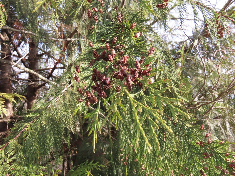 Trees of Denmark: The Complete List - Flora Fauna Fun