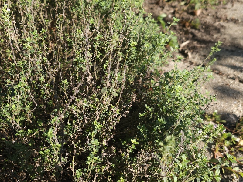 France's Native Plants: The Complete List - Flora Fauna Fun