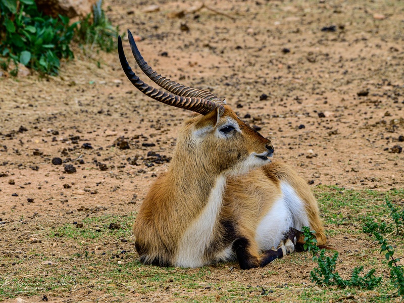 The Complete List of Common Animals That Start With T - Flora Fauna Fun