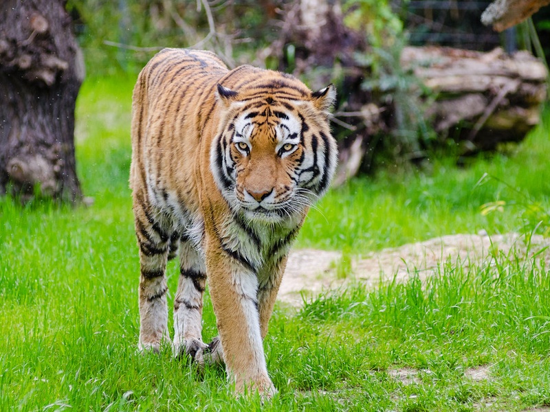 The Complete List of Common Animals That Start With T - Flora Fauna Fun