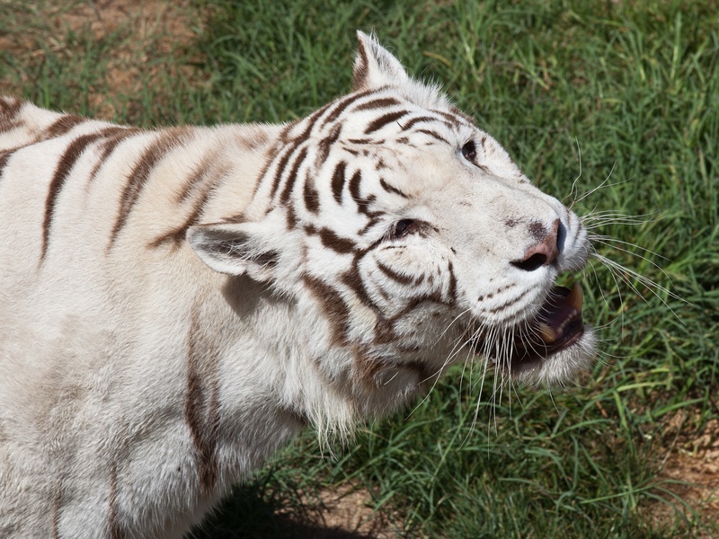 List of Forest Mammals - Flora Fauna Fun