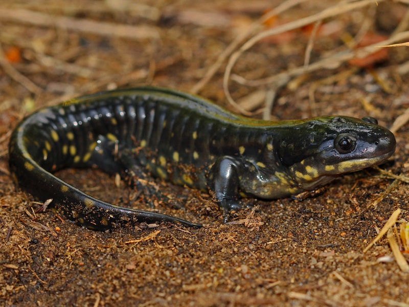 The Complete List of Common Animals That Start With T - Flora Fauna Fun