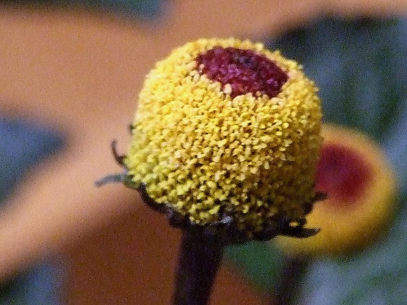 The Complete List of Flowers That Start With T - Flora Fauna Fun