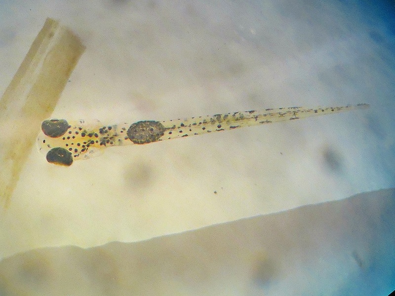 The Complete List of Endangered Prairie Animals - Flora Fauna Fun