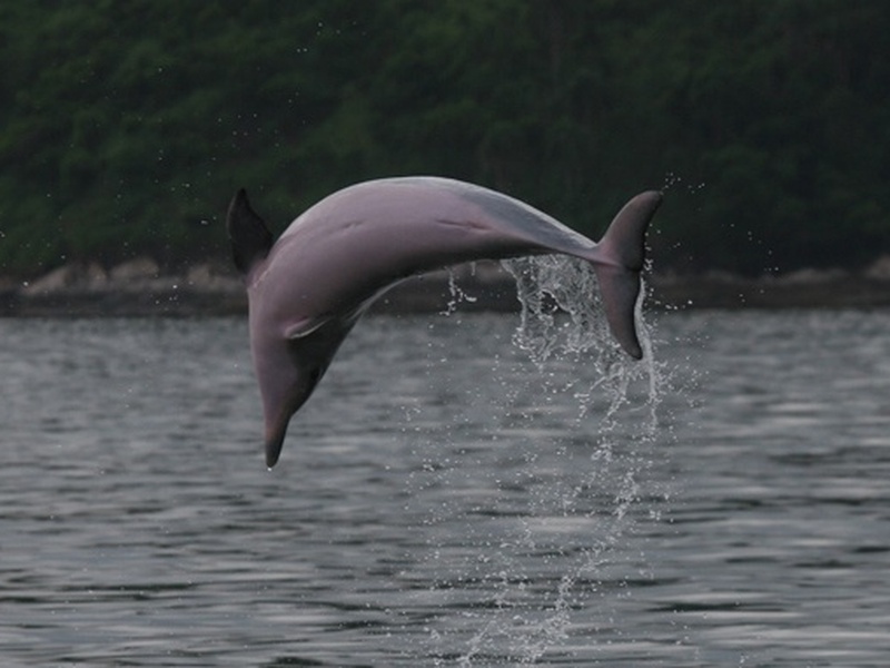 Cetacean Examples: The Complete List - Flora Fauna Fun