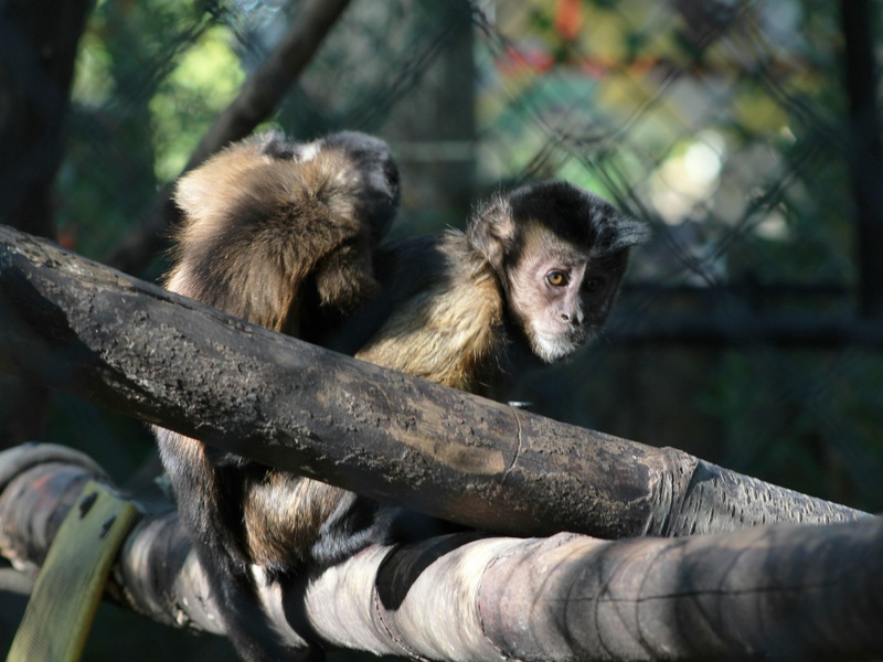 Primate Examples: The Complete List - Flora Fauna Fun