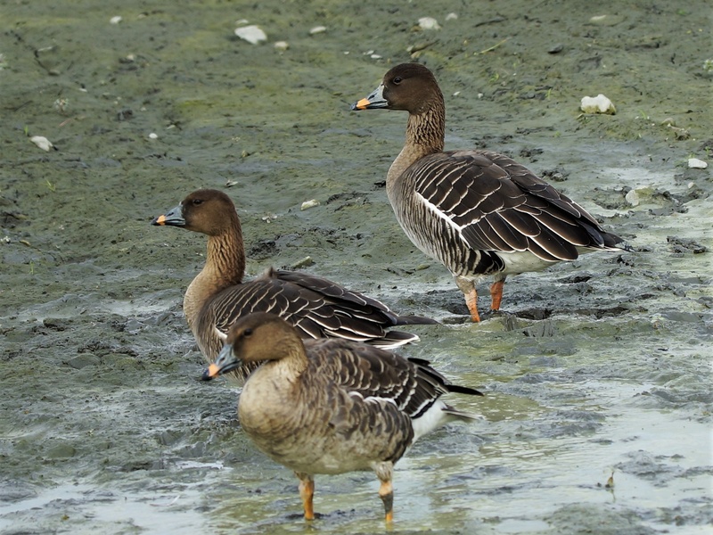 Birds of Romania: The Complete List - Flora Fauna Fun