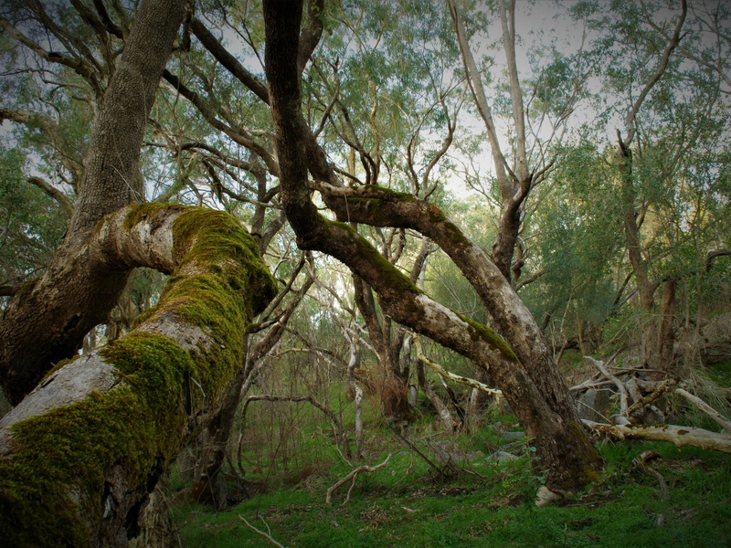 List of Moss Examples - Flora Fauna Fun