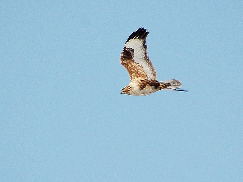 Tajikistan's Native Animals: The Complete List - Flora Fauna Fun