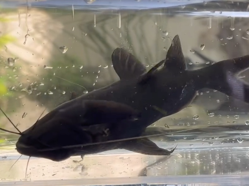List of Fish of the Republic of the Congo - Flora Fauna Fun