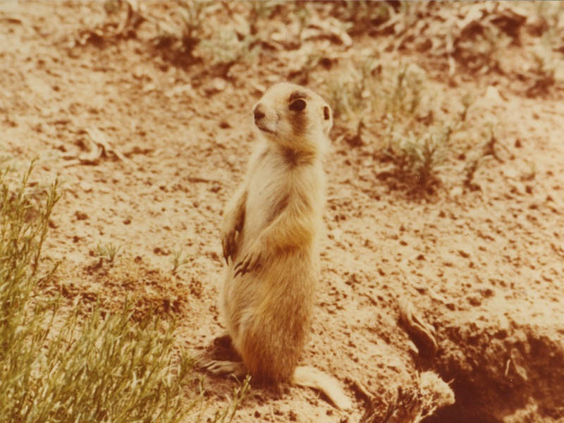 The Complete List of Endangered Prairie Animals - Flora Fauna Fun