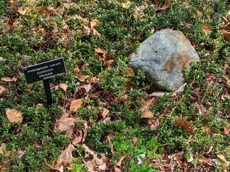 The Complete List of Flowers That Start With U - Flora Fauna Fun