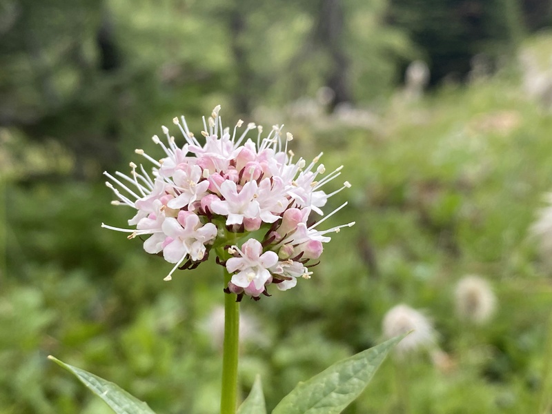 The Complete List of Wales' Native Plants - Flora Fauna Fun