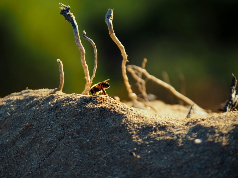 The Complete List of Common Animals That Start With V - Flora Fauna Fun