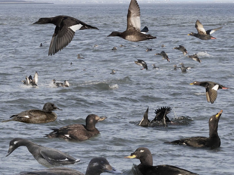 Birds of Romania: The Complete List - Flora Fauna Fun