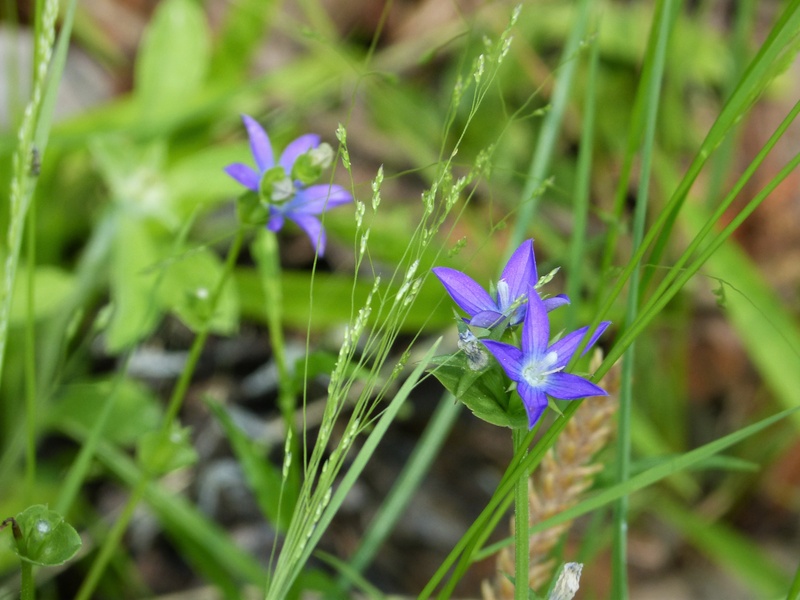 The Complete List of Flowers That Start With V - Flora Fauna Fun